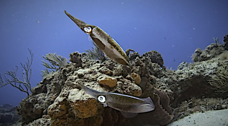 Award of Merit – “The Squid Tango a Mating Dance” (USA)